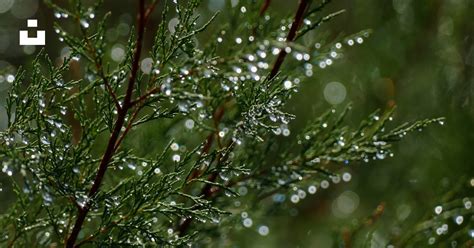 물방울이있는 녹색 식물 사진 Unsplash의 무료 물방울 이미지