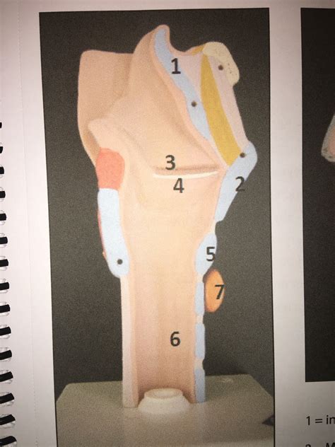 Larynx Model Diagram Quizlet