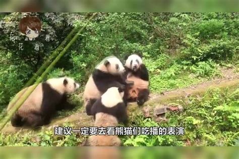 当熊猫吃完自己的竹笋又盯上了一旁的同伴这家伙护食比姐姐强 家伙 竹笋 同伴