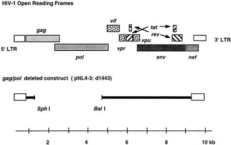 Hiv 1 Genome The Open Reading Frames Of Hiv 1 Are Shown Above The Download Scientific Diagram