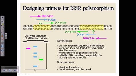 Comun Pompei Snazzy What Is Issr Marker And How To Generate The Marker