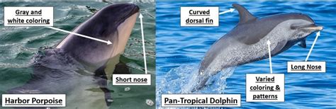 Porpoise Teeth Vs Dolphin Teeth