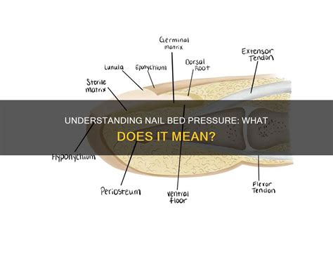 Understanding Nail Bed Pressure What Does It Mean Nailicy
