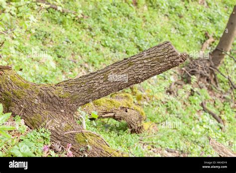 Broken Branch Of Tree With Plants And Moss In Nature Note Shallow Depth Of Field Stock Photo