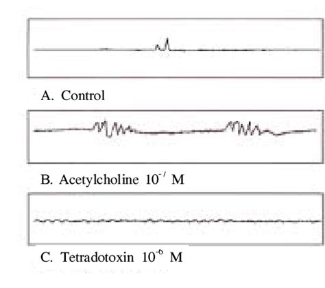 Figure 2 From The Effect Of Phosphodiesterase Type 4 And 5 Inhibitors On Ileal Motor Function Of