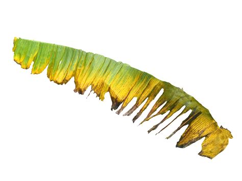 팜 리프 3d 모델 39 Obj Max Unknown Free3d