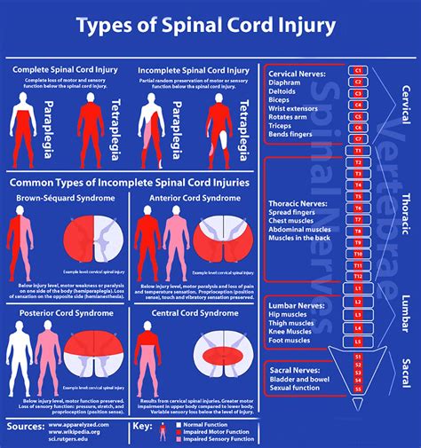 Spinal Cord Injuries Little Is Known About Why These Injuries