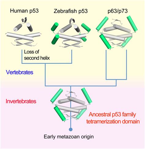 Tracing The Evolution Of The P53 Tetramerization Domain Abstract Europe Pmc