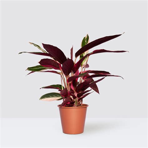 Calathea Triostar Calathea Stromanthe Triostar Stromanthe Sanguinea