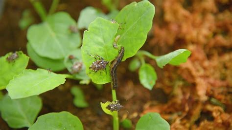 Assassin Bug Predatory Beetle Classical Biological Stock Footage Video 100 Royalty Free