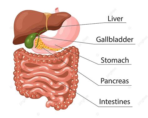 banner infográfico anatomía del sistema digestivo humano hígado