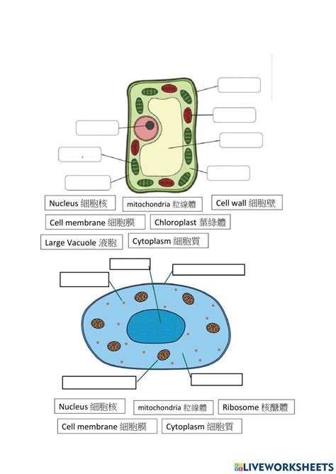 Cell Worksheet Worksheet Artofit