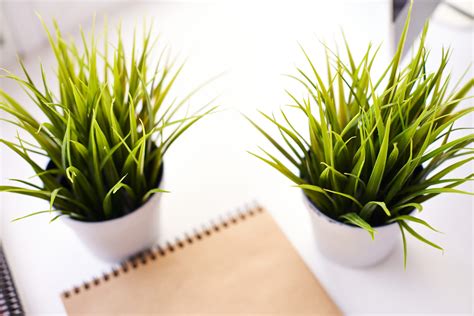How To Not Kill Your Plants Onsite Health