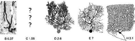 Sketch Of The Emerging Field Of Comparison Of The Complexity Of The