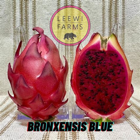 Rare Blue Dragon Fruit