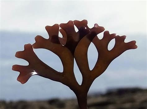 Rhodoexplorer Chondrus Crispus Stackhouse Gametophyte Male