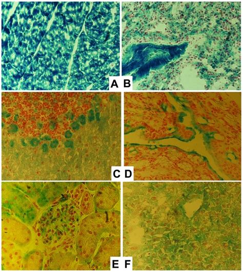 X Gal Staining Blue Colour Stands For β Galactosidase Activity And