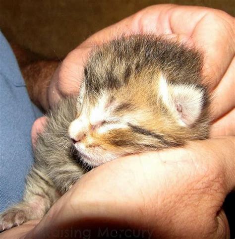 Meet The Incredible Cat Who Lost His Front Legs In An Accident But Found An Amazing Pair Of