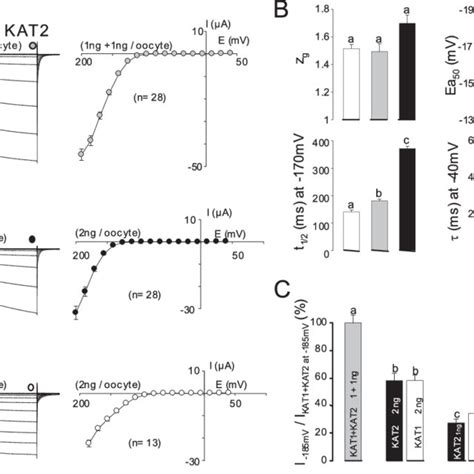 Properties Of Currents Recorded In Oocytes Injected With Different Download Scientific Diagram