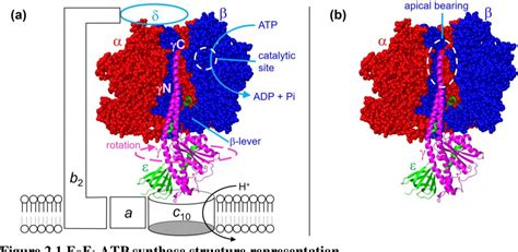 Figure From Investigating The Rotary Mechanism Of ATP Synthase Using Molecular Dynamics