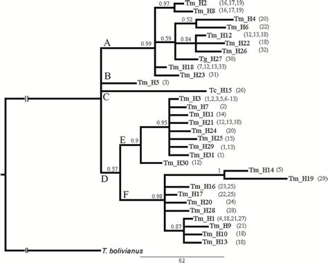 Bayesian Majority Rule Consensus Tree Depicting Relationships Of The Download Scientific