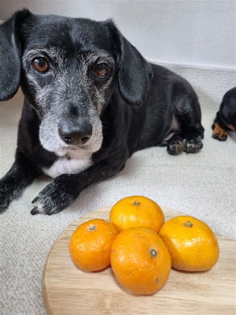 강아지 귤 껍질 먹어도 되나요 알러지 및 효능 주의사항 네이버 블로그