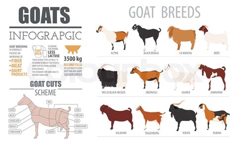 Goat Breeds Facts Types And Pictures 49 Off