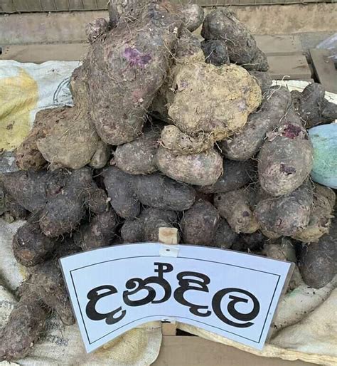 කිඳුරංගනා ශ්‍රී ලංකාවට පමණක් ආවේණික උණ දුර්ලභ අල වර්ග 🤨 ️🙌 Facebook