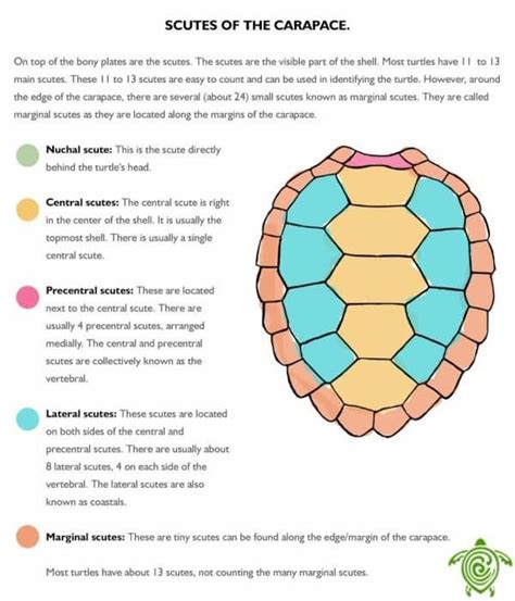 Whats Inside A Turtle Shell [turtle Anatomy] All Turtles