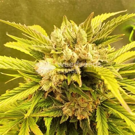 Hellfire Og Autoflower Seeds Wse Usa