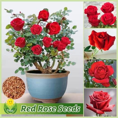 100 Legit Red Rose Seeds For Planting And Gardening 100pcs Rose Flower
