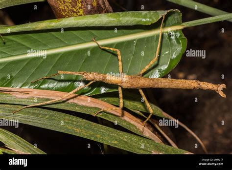Stick Insect Hi Res Stock Photography And Images Alamy