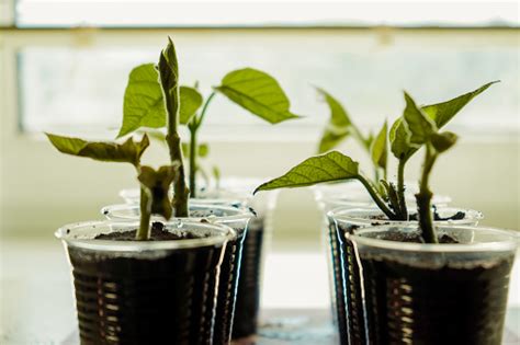 작은 화분에 파종하는 아기 식물 농업용 묘목용 트레이 정면도 창턱에 화분에 있는 묘목 플라스틱 컵에 있는 녹색 식물 0명에 대한 스톡 사진 및 기타 이미지 Istock