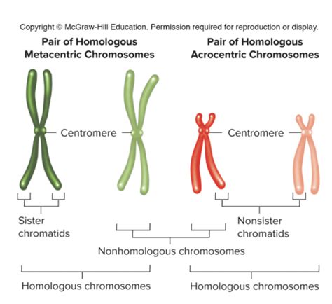 Genetics Chapter 3 Flashcards Quizlet
