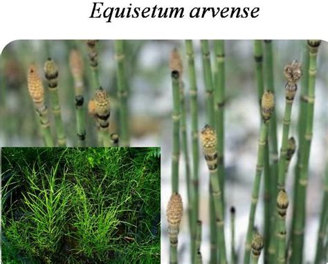 Notes On Equisetum Systematic Position Morphology Gametophyte And