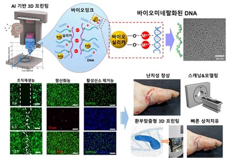 생광물화한 Dna 나노구조체로 인체조직 재생 성공 Bric