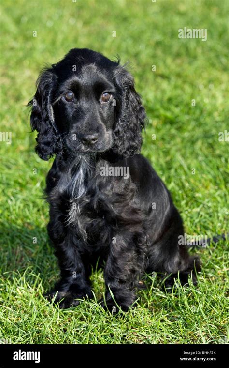 American Cocker Spaniel Puppies Black