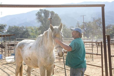 Ден на доброто Сандра Бълок дари 100 000 долара за спасяване на животните от пожара в