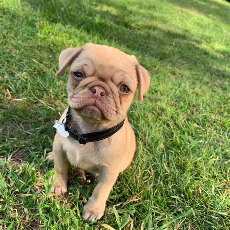Pug Puppies For Sale In Valletta Trusted Breeders In Valletta