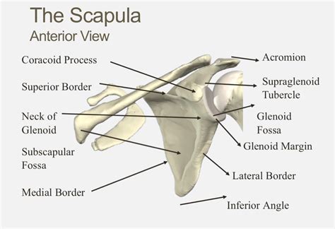 Supraglenoid Tubercle Of Scapula
