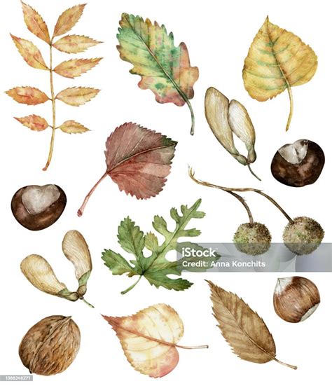 헤이즐 너트 밤 단풍 나무 씨앗 플레인트리 씨앗 포드 참나무 자작 나무 포플러 및 재 잎의 수채화 가을 세트 가을에 대한 스톡 벡터 아트 및 기타 이미지 Istock