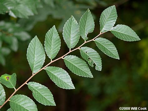 Ulmus Parvifolia Leaf
