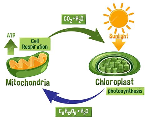 Diagrama De Fotosíntesis Y Respiración Celular Vector Premium