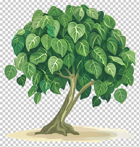 Peepal Tree Images