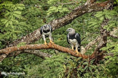 Size Of Harpy Eagle Rainforest Top Predator Whitehawk Birding Blog