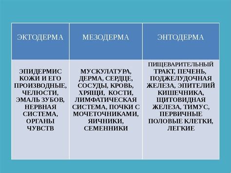 1. Эктодерма 2.Энтодерма 3. Мезодерма А. Печень Б. Органы зрения В ...