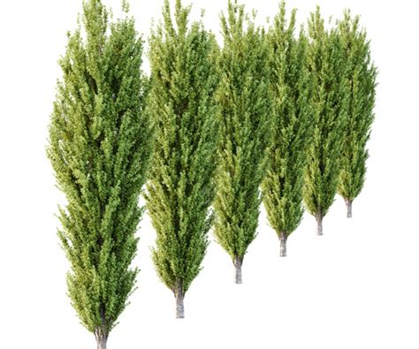 Artstation Agus Sylvatica Tree 14 Resources