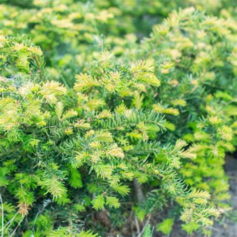 Dense Spreading Yew Plant Addicts