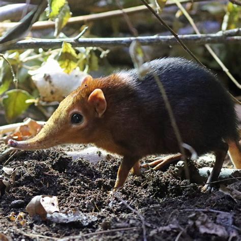 Black And Rufous Sengi