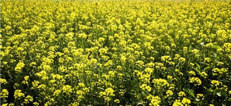 Mustard Farming Uses And Health Benefits